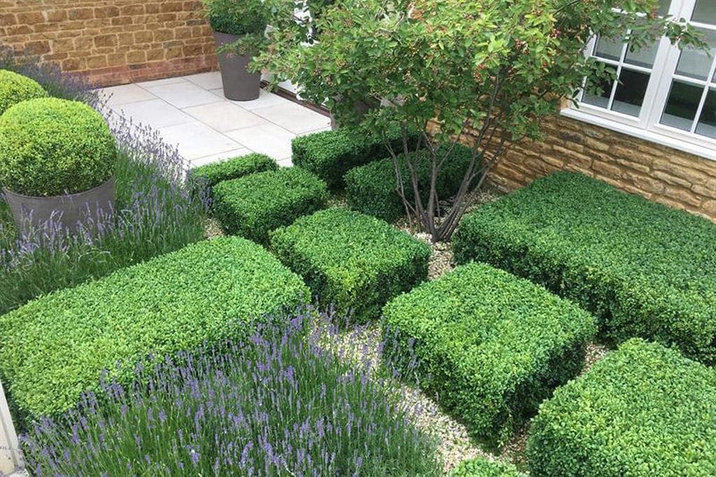 Box & Boxwood, your questions answered | Bestall & Co