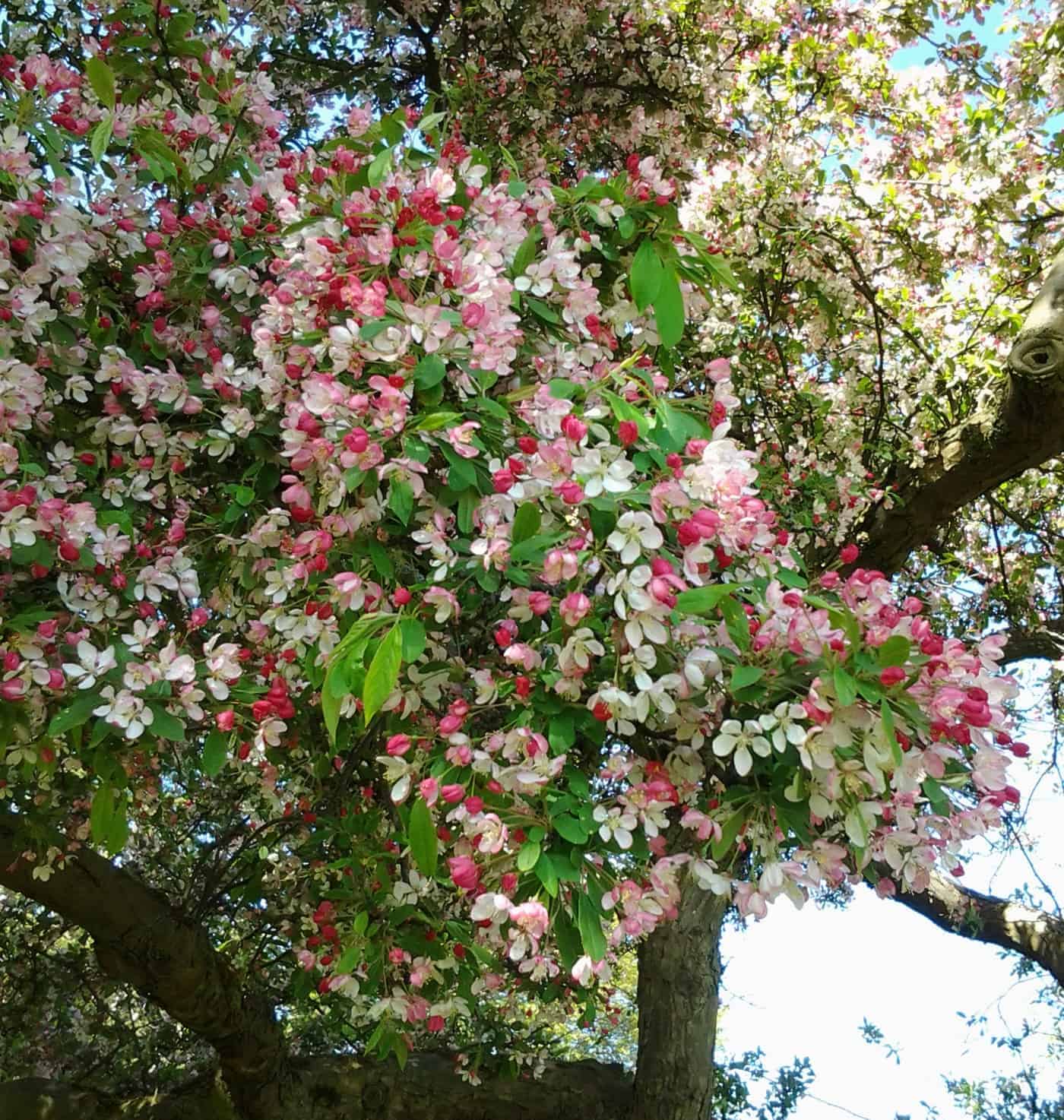 Bestall & Co Landscape Design - Dual purpose tree all seasons