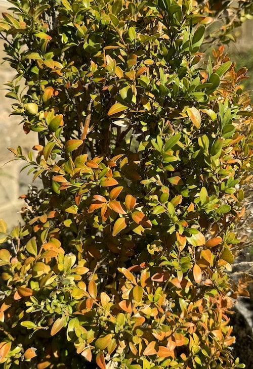 Why has my Box plant turned orange? Read to get back to green