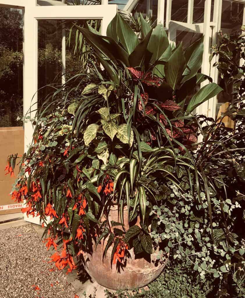 The Art of the Planter - how to create spectacular displays for each season