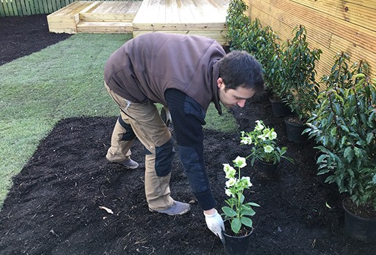 Planting services - planting schemes, refresh, redesign, aftercare