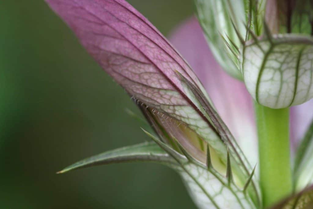 Plant names - their origin, an A-Z plus some animal-related elements