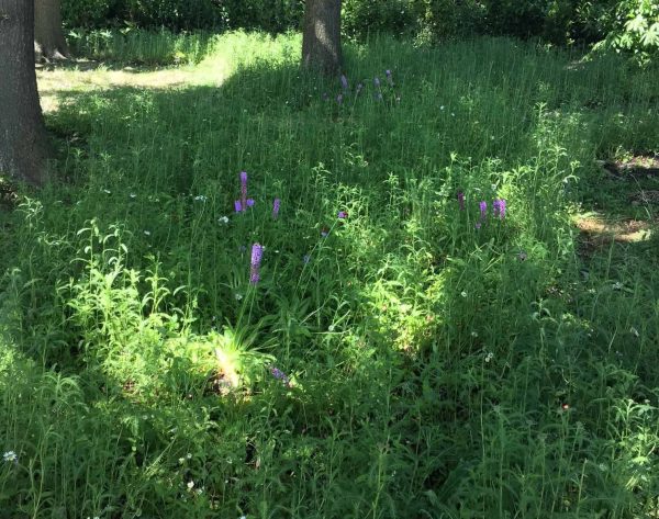 The water table and your garden - what it is and how to work with it