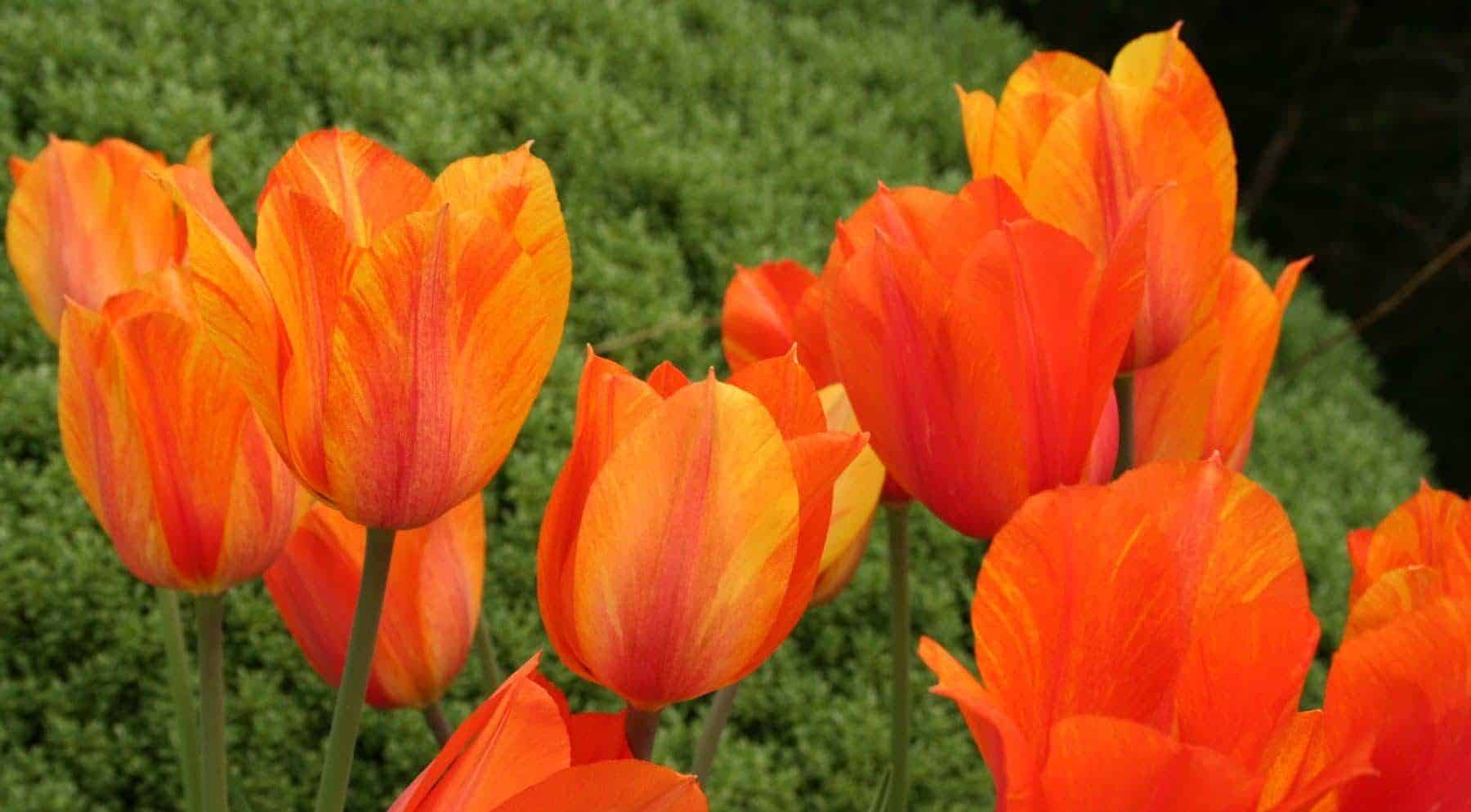 How To Plant A Spring Bulb Lasagne Pot | Bestall & Co