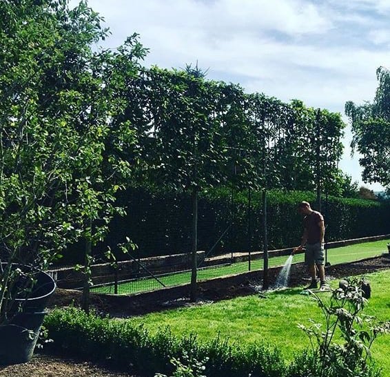 How to water well | Bestall & Co - how to water your plants, and why ...