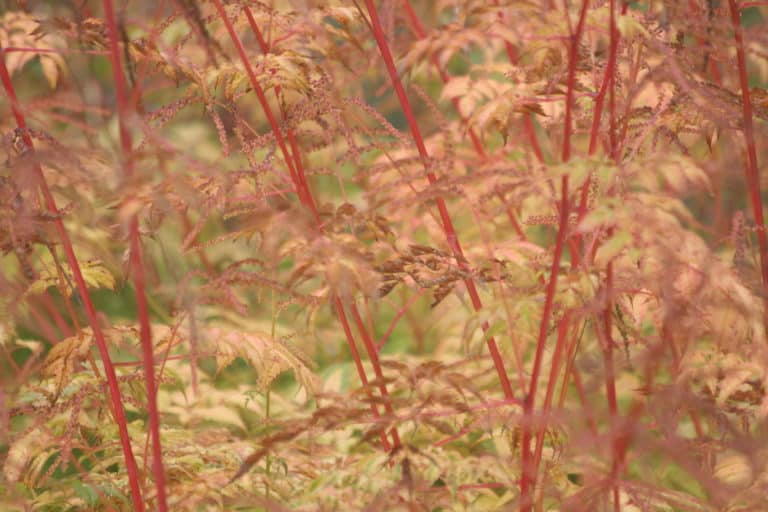 Perennials with outstanding autumn foliage colour | Bestall & Co