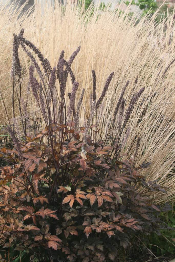 Perennials with outstanding autumn foliage colour | Bestall & Co