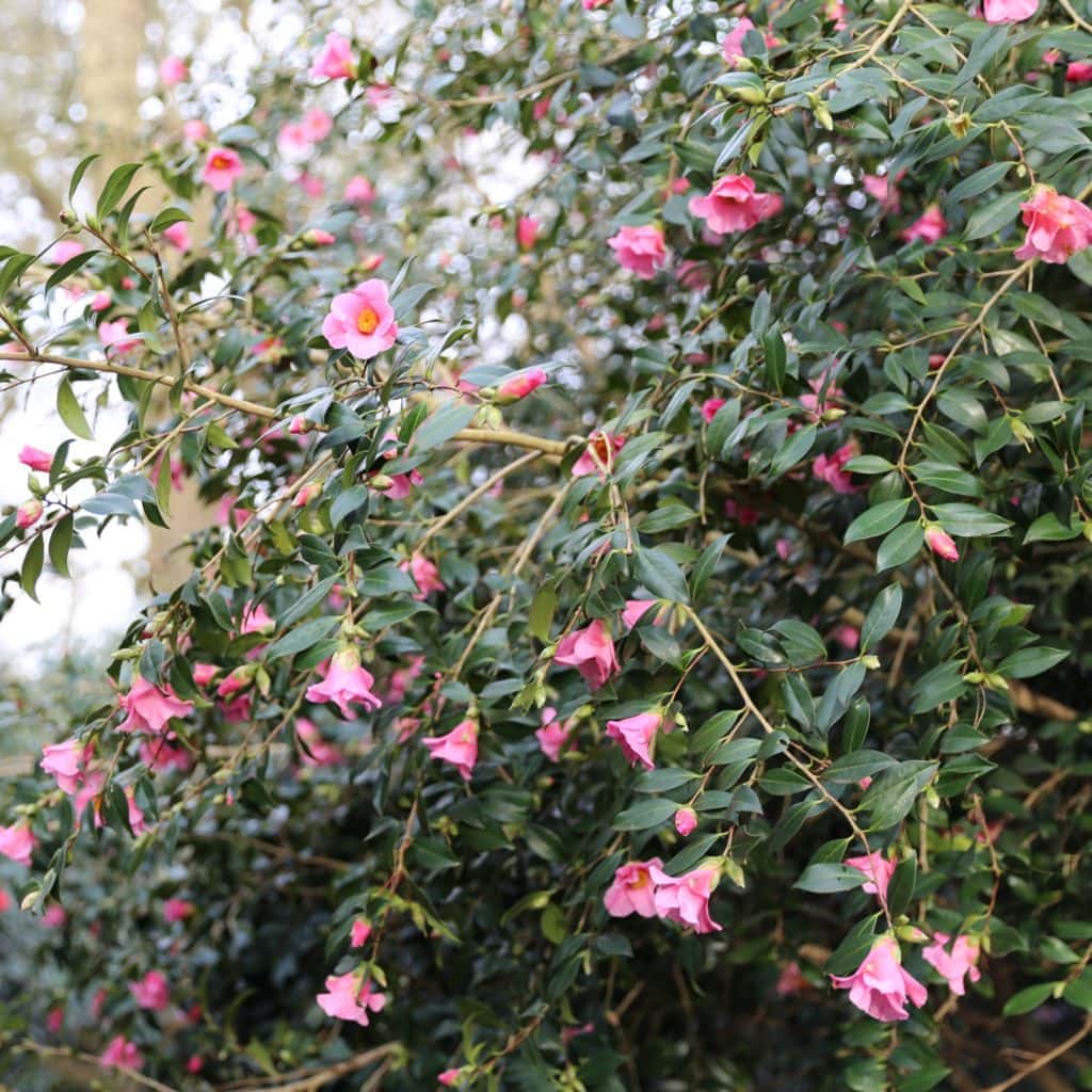 Winter flowering camellias, shining in late January at Wisley | Bestall ...