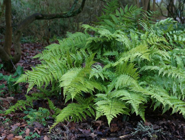 Hardy evergreen ferns for any spot in the garden | Bestall & Co