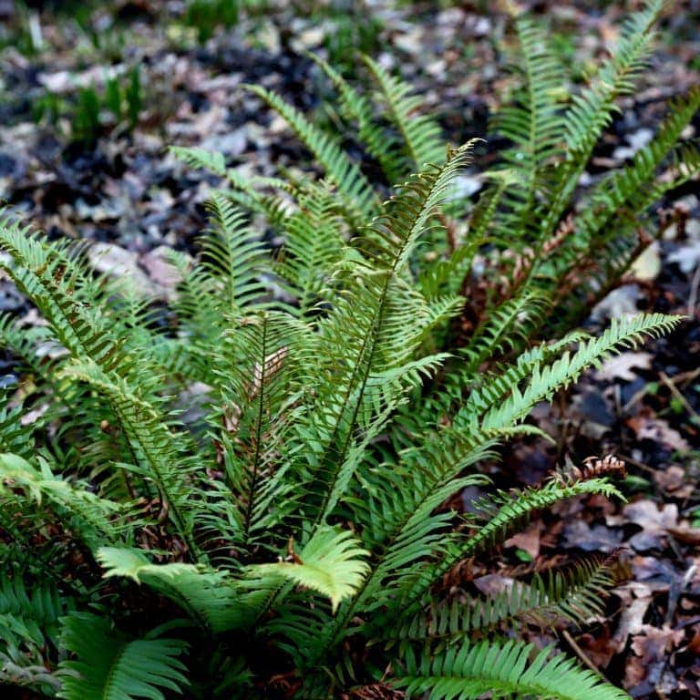 Hardy evergreen ferns for any spot in the garden | Bestall & Co