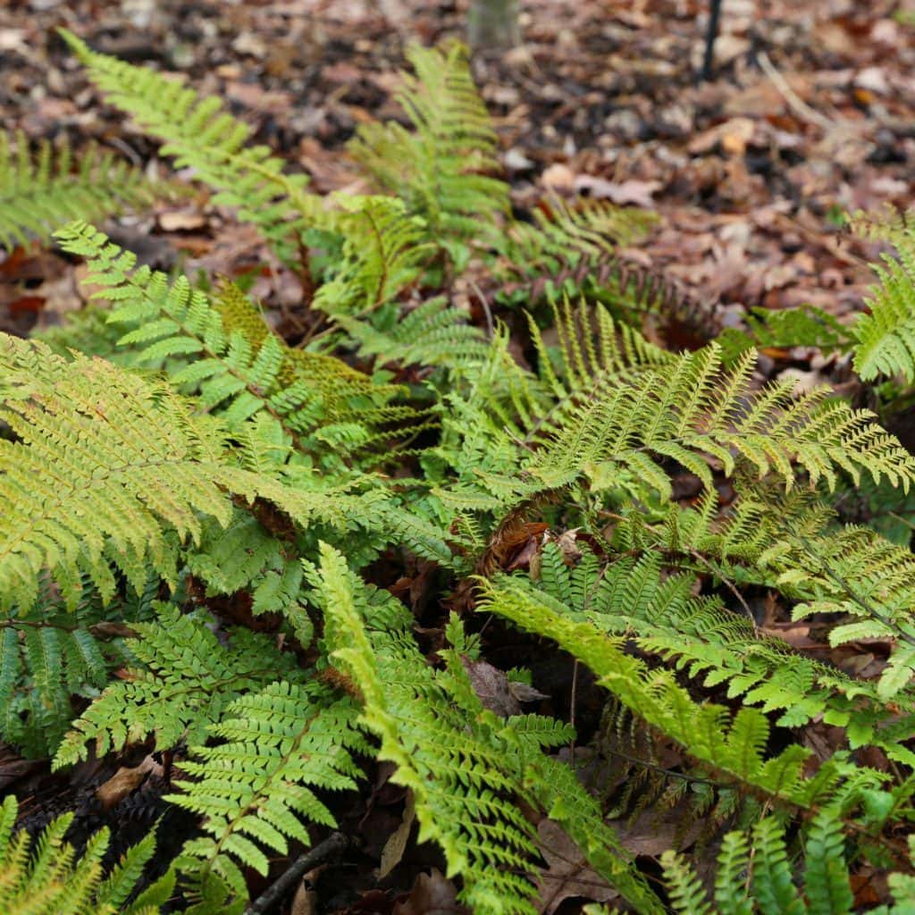 Hardy evergreen ferns for any spot in the garden | Bestall & Co