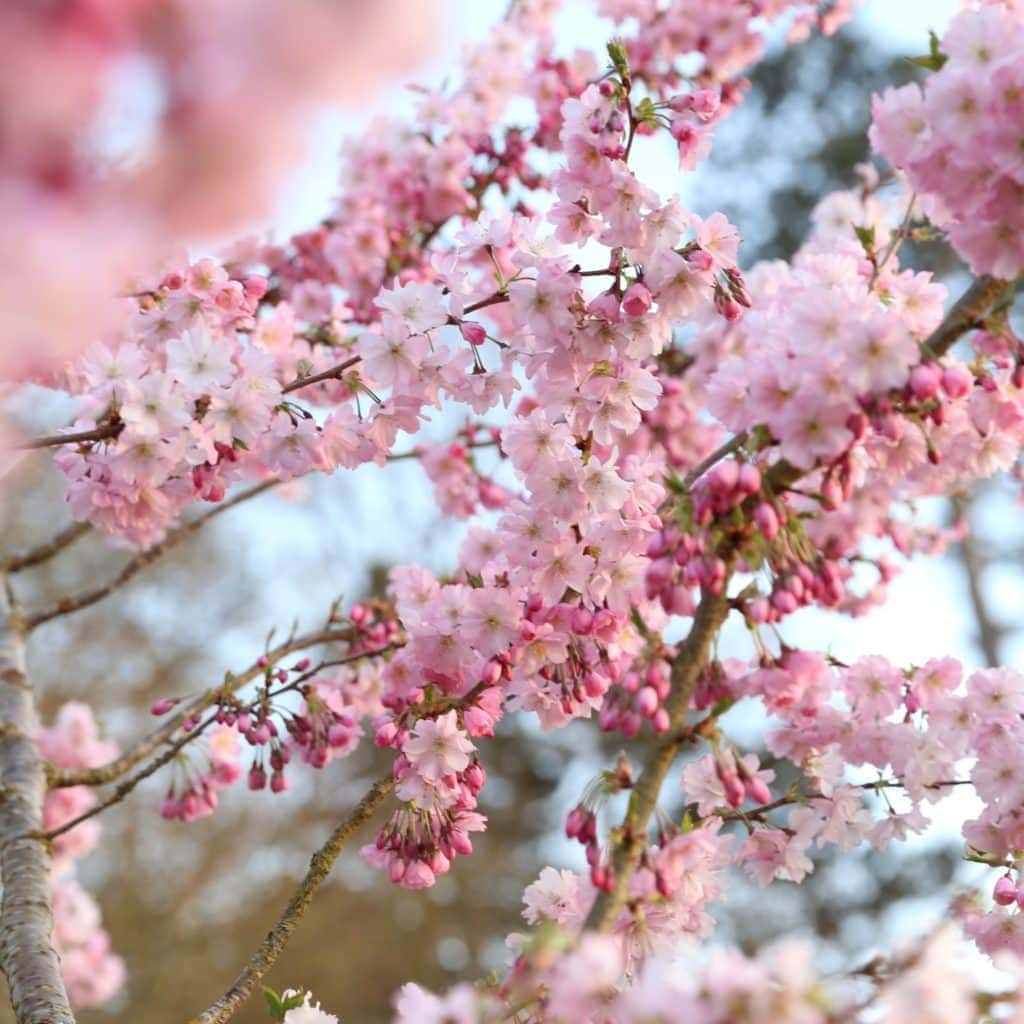 Flowering cherries from huge wild trees to miniature cultivars ...