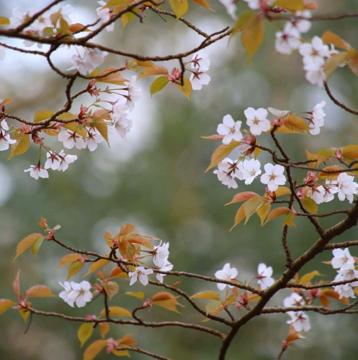 Flowering cherries from huge wild trees to miniature cultivars ...