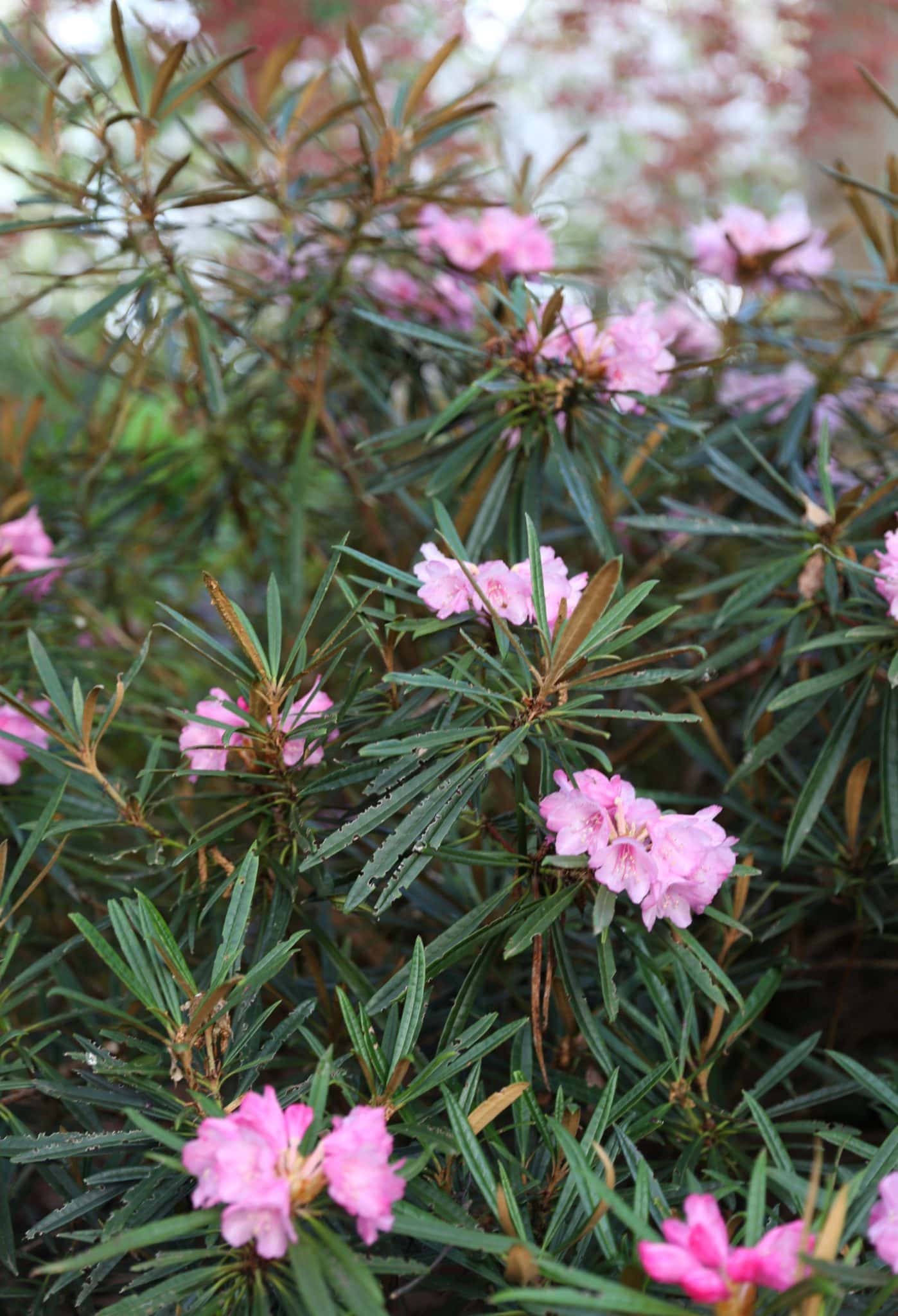 Unusual shrubs and trees for average sized gardens | Bestall & Co