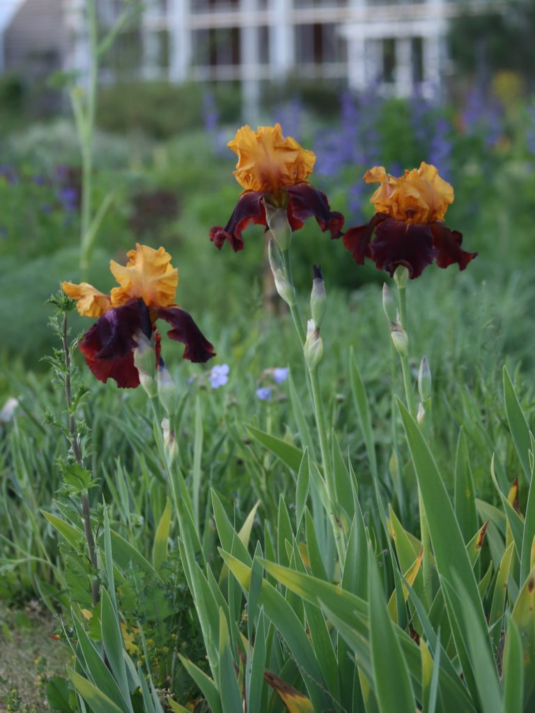 Expert tips for growing the best bearded iris | Bestall & Co