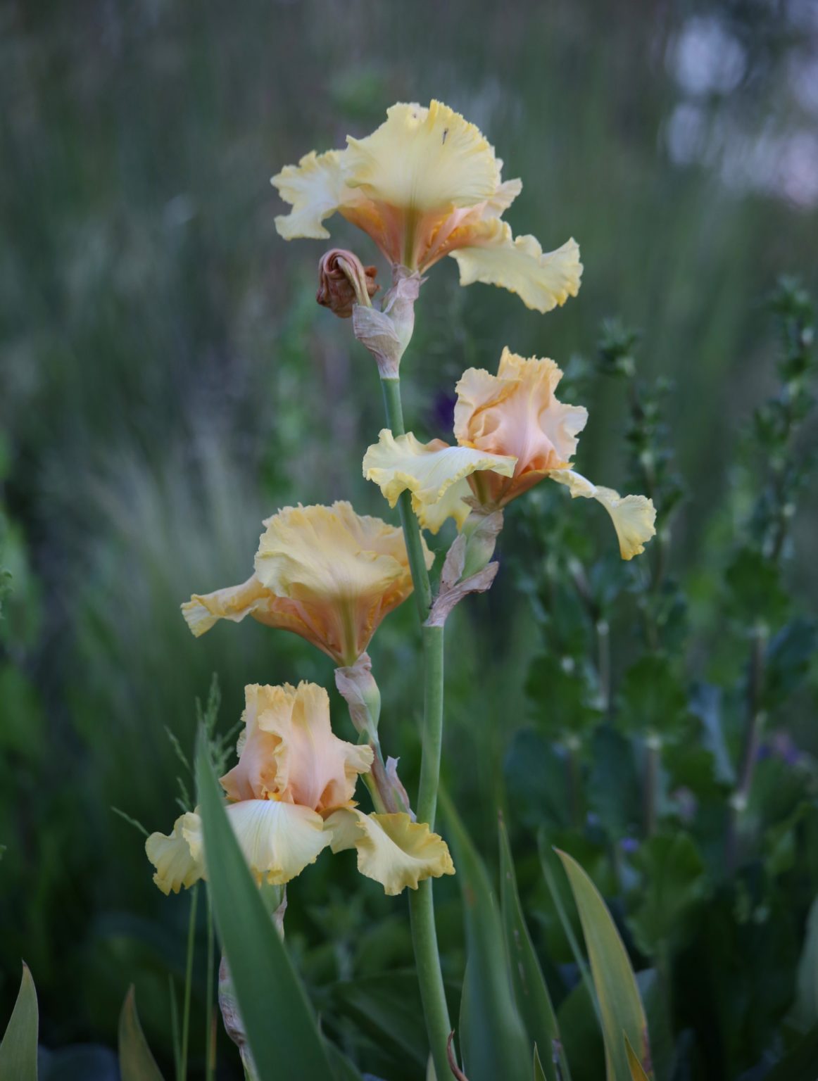 Expert tips for growing the best bearded iris | Bestall & Co