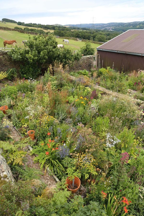 Midsummer madness: August on the allotment in Sheffield | Bestall & Co