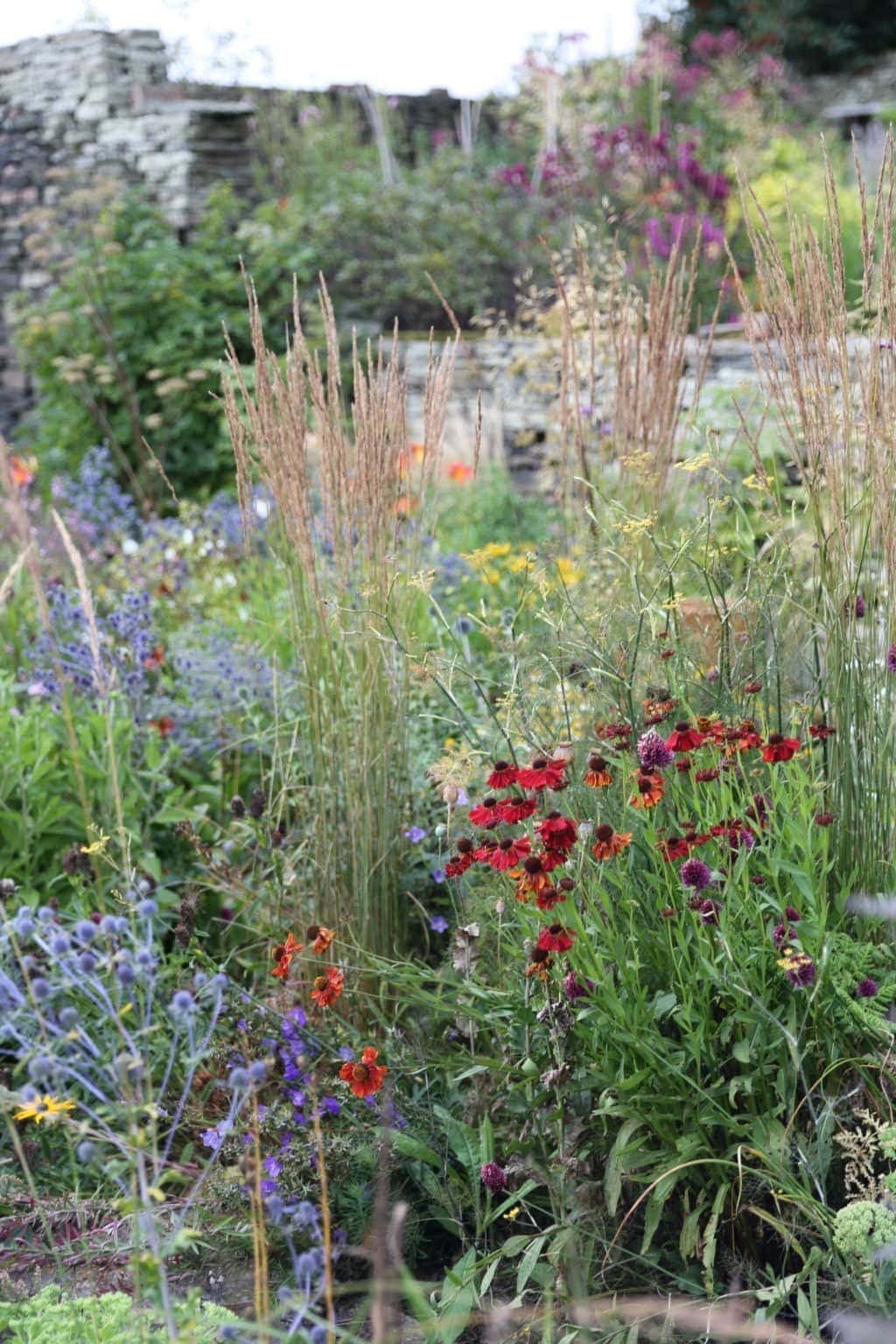 Midsummer madness: August on the allotment in Sheffield | Bestall & Co