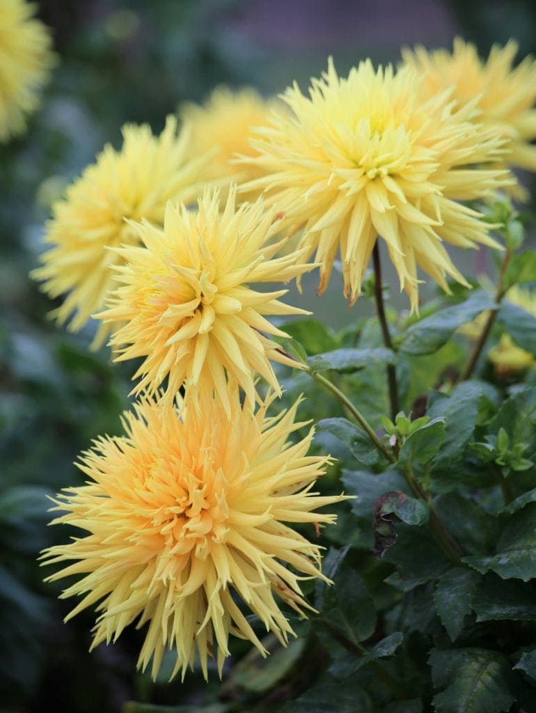 Twenty of the best new dahlias | Bestall & Co