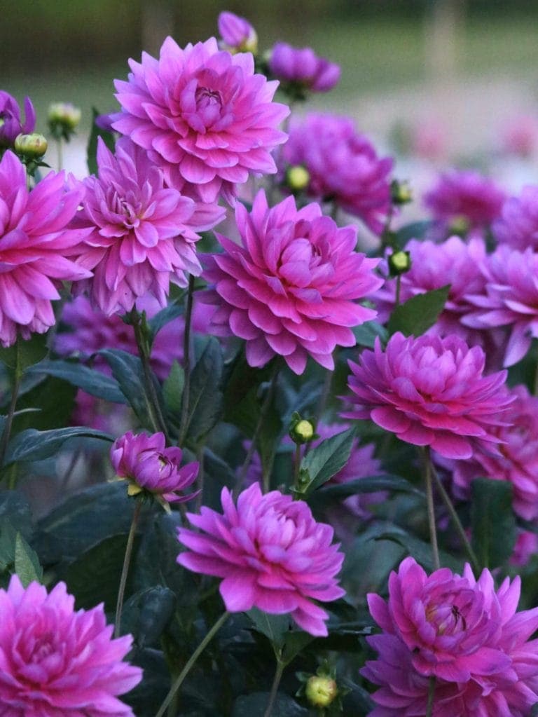 Twenty of the best new dahlias | Bestall & Co
