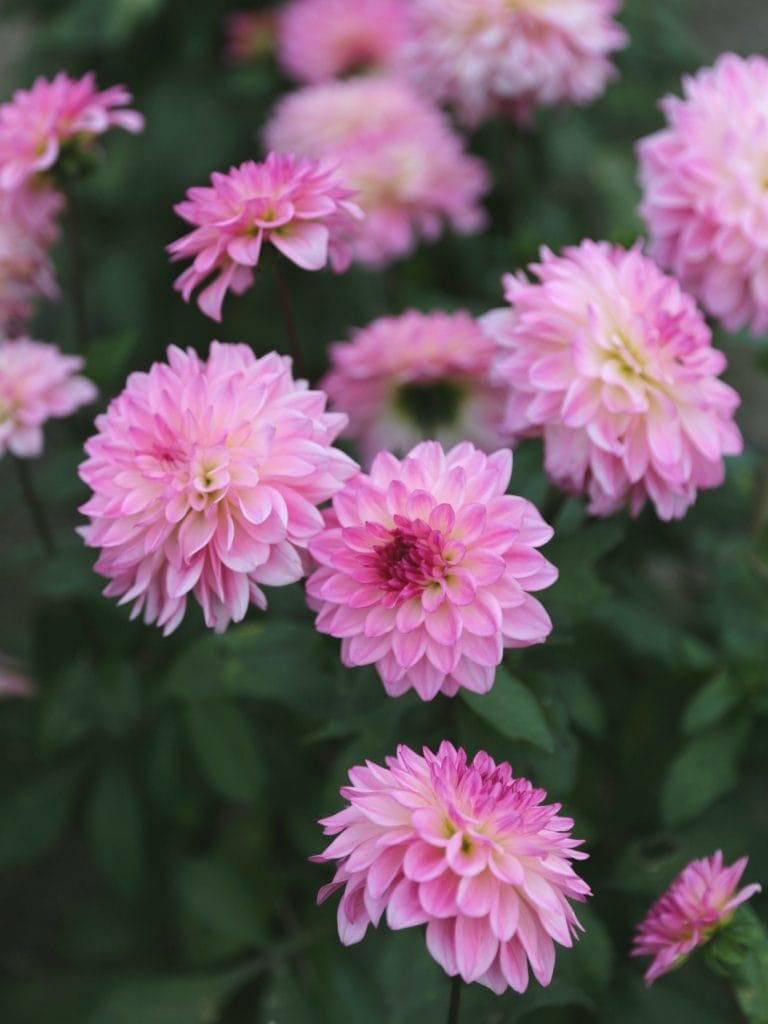 Twenty of the best new dahlias | Bestall & Co