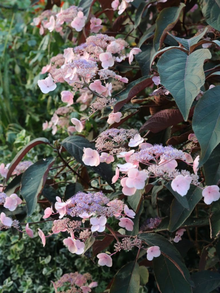 Hydrangea aspera; in love with lacecaps | Bestall & Co