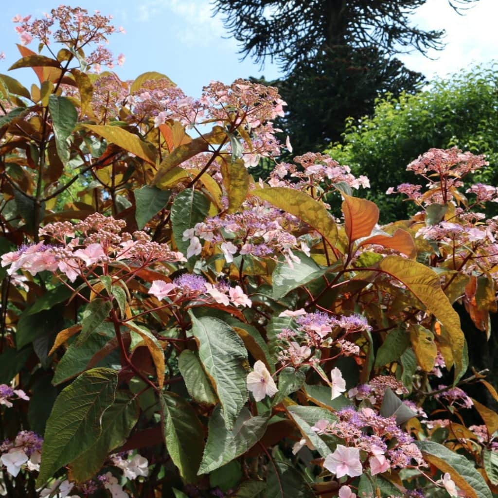 Hydrangea aspera; in love with lacecaps | Bestall & Co