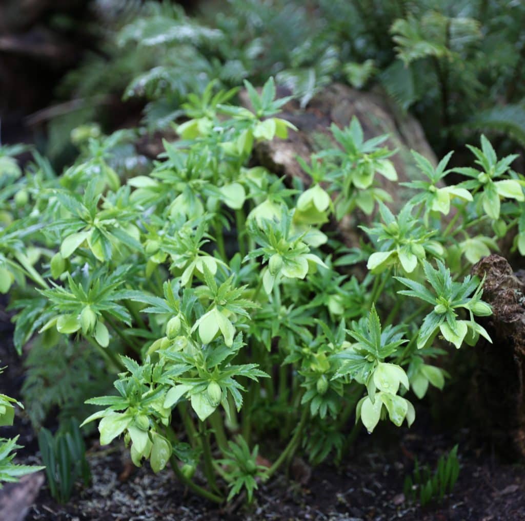 Hellebores | The best plant for shade