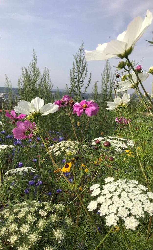 10 things you must consider before making a wild flower meadow