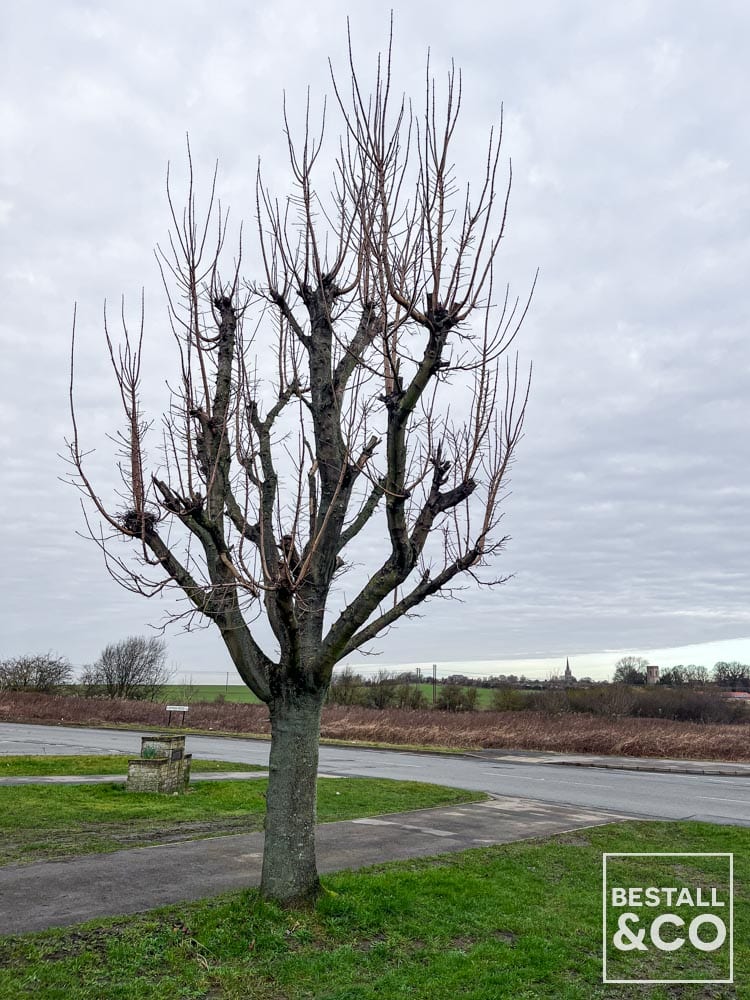 Pollarding explained: Top 5 trees to pollard - Bestall & Co.