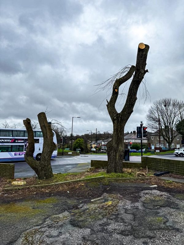 Pollarding explained: Top 5 trees to pollard - Bestall & Co.