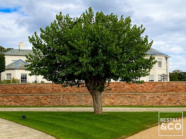 Pollarding explained: Top 5 trees to pollard - Bestall & Co.