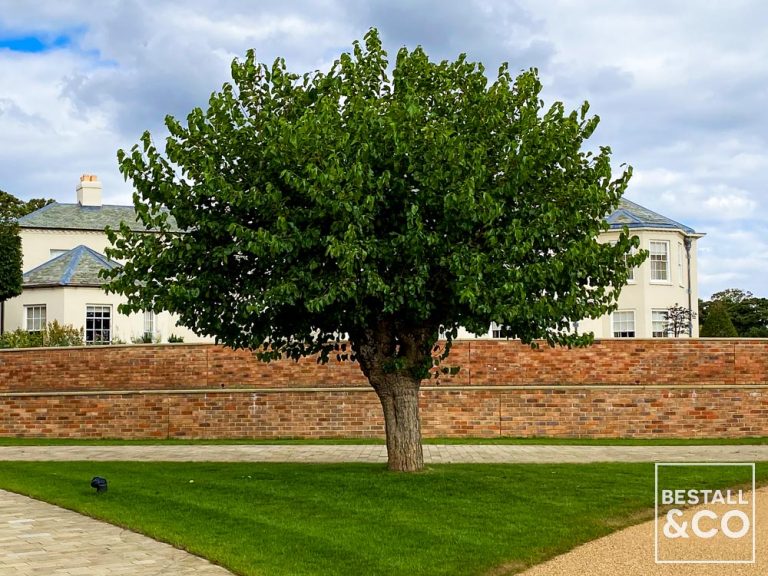 Pollarding explained: Top 5 trees to pollard - Bestall & Co.