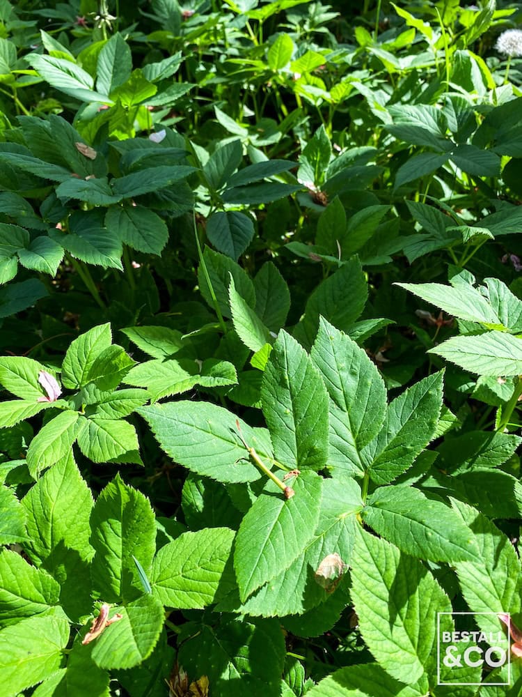 Ten Nightmare Perennial Weeds Common in Britain