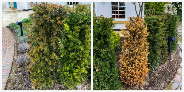 Why is my Taxus turning brown? | Bestall & Co
