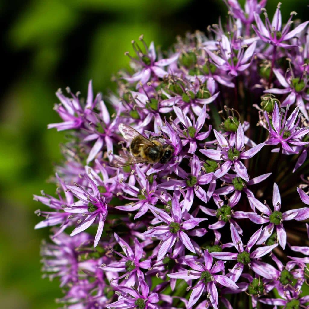 How Can I Attract Pollinating Insects To My Garden? | Bestall & Co