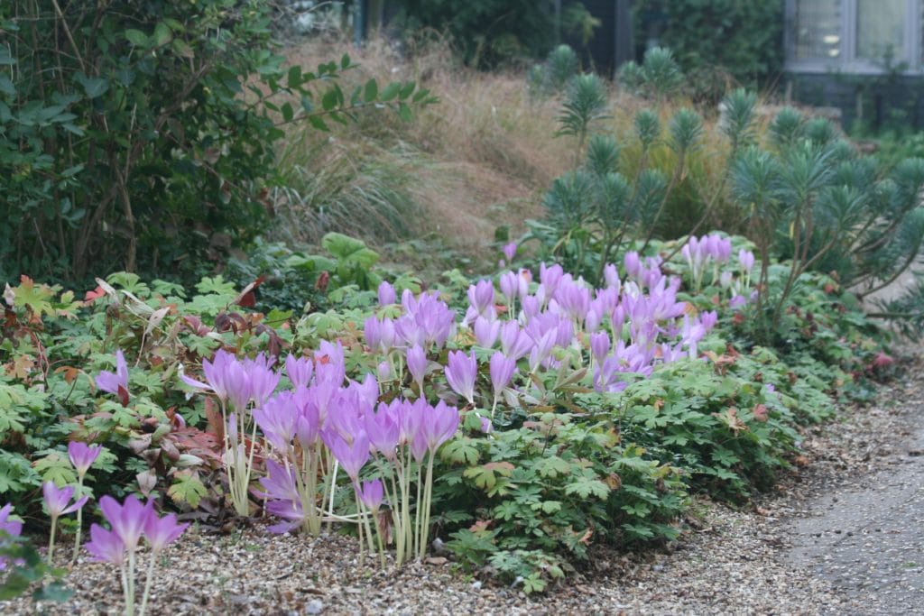 How to plant in the ground in paved-over areas | Bestall & Co