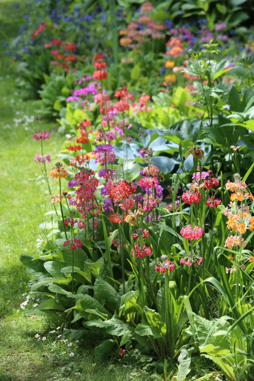 Best ground cover plants: The humble primrose | Bestall & Co