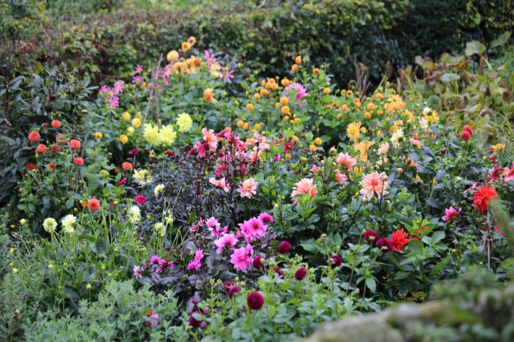 10 Dahlias for a low-maintenance cut flower patch | Bestall & Co
